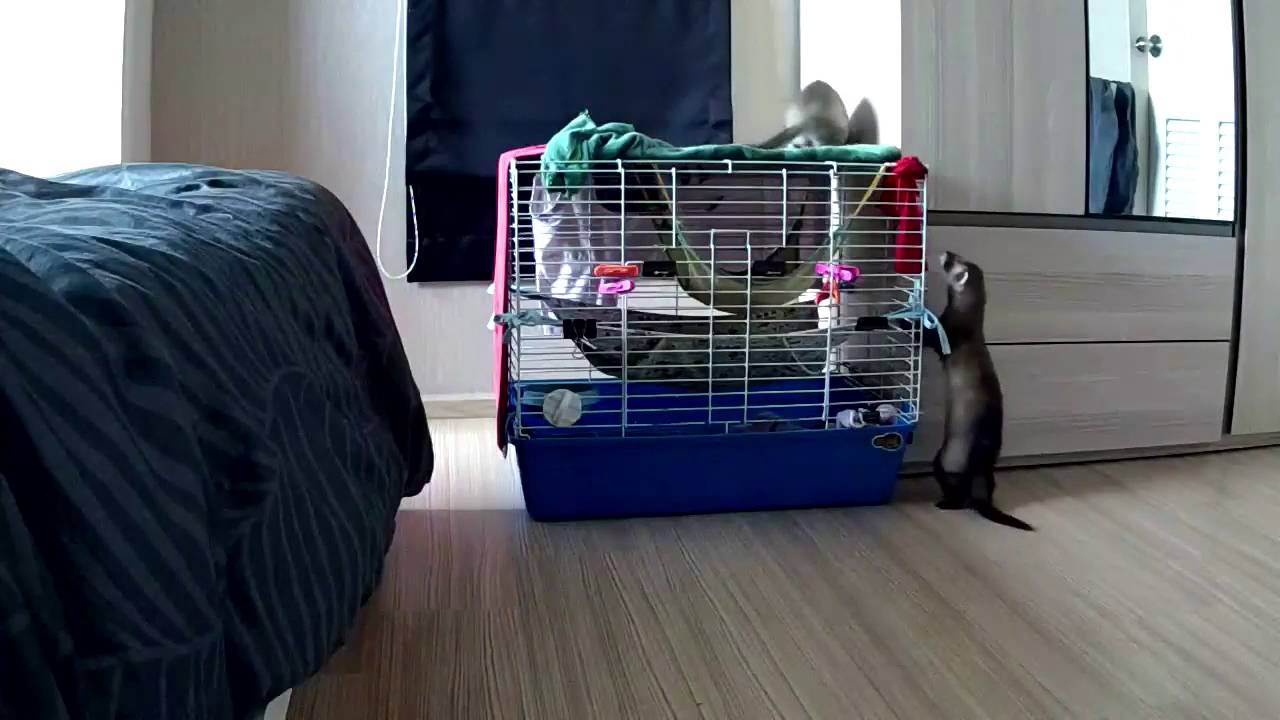 เฟอเรทแหกกรง ferret prison break - YouTube