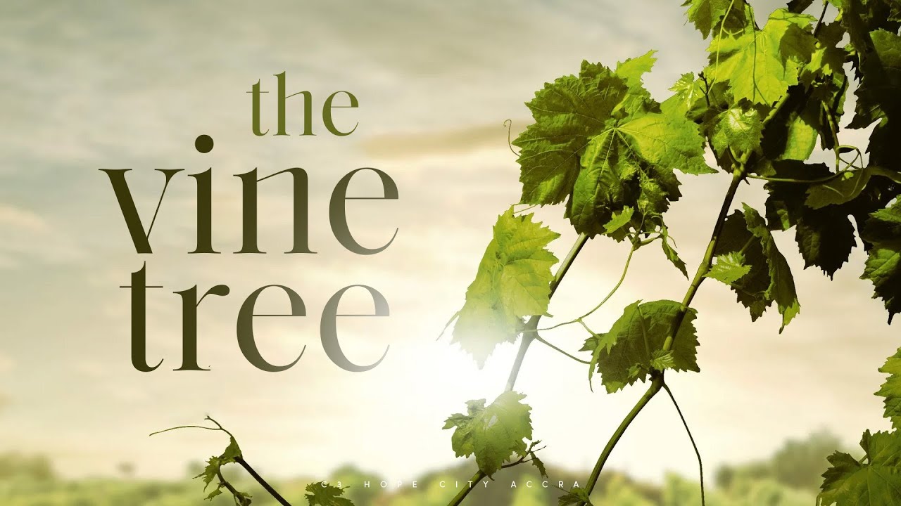 14th July 2024 | The Vine Tree - YouTube
