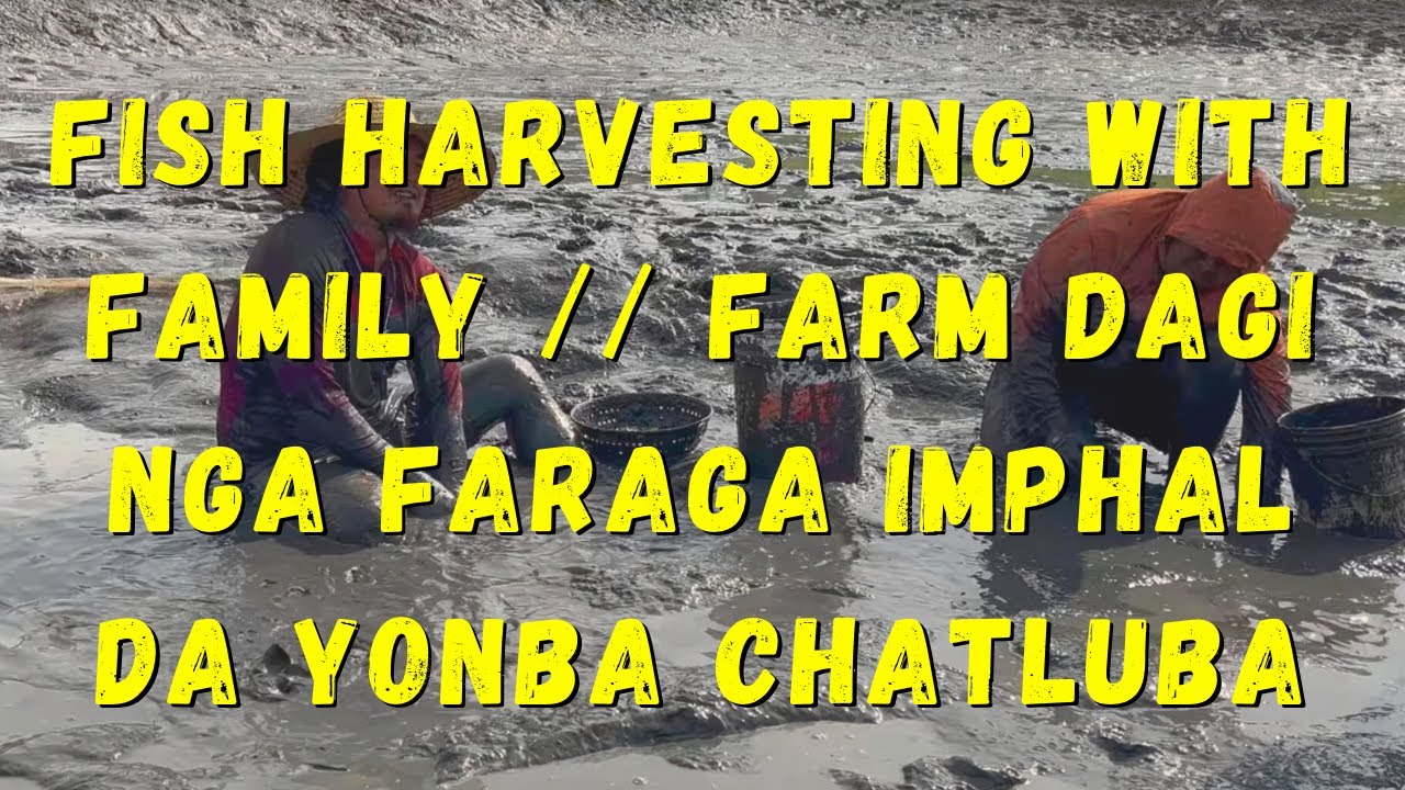 FISH HARVESTING WITH FAMILY | FARM DAGI NGA FARAGA YONBA CHATLUBA ...