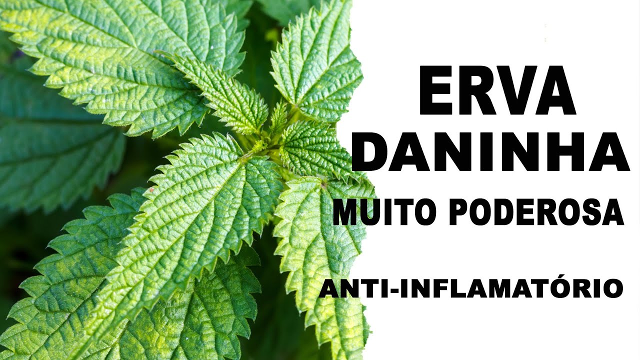 ERVA DANINHA muito poderosa. URTIGA DIÓICA. - YouTube