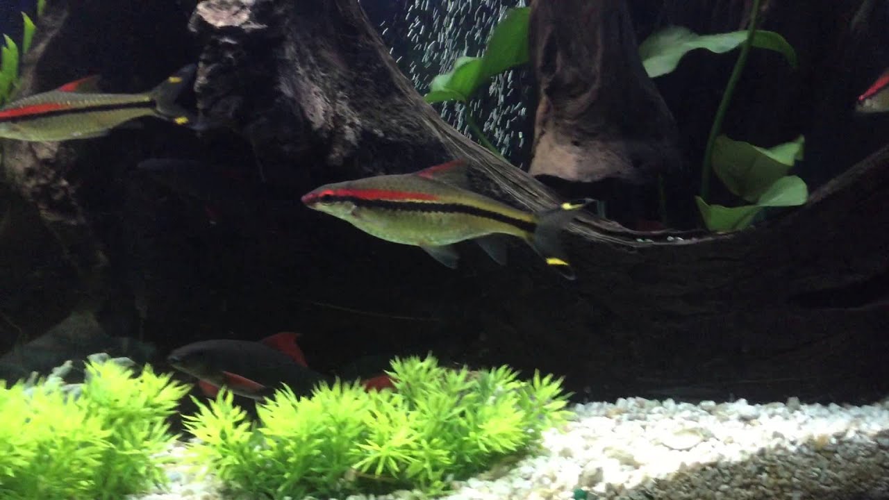 Roseline Sharks : Puntius Denisonii - YouTube