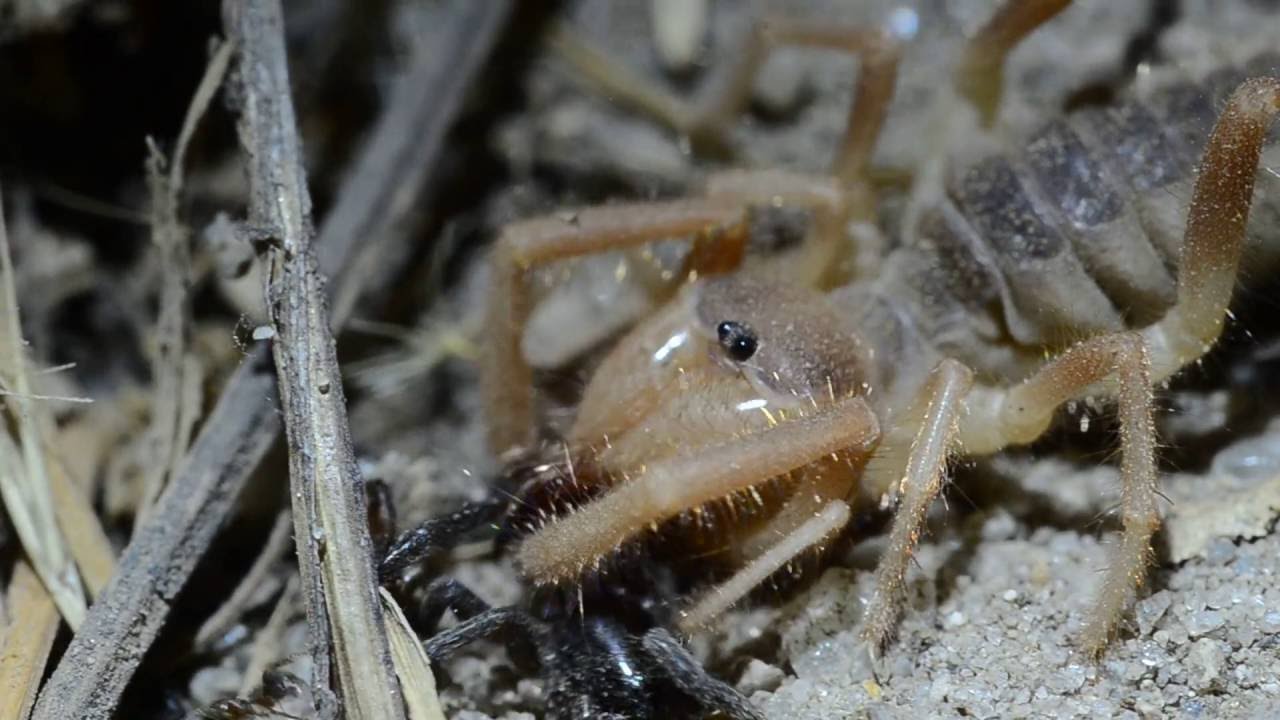 Solpugid eating 20 June 2016 Quail Hollow Moth Light - YouTube
