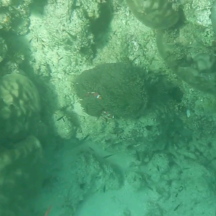 Nimo (clownfish) in tha sea# andaman#travel # nimo# sealife# shorts ...