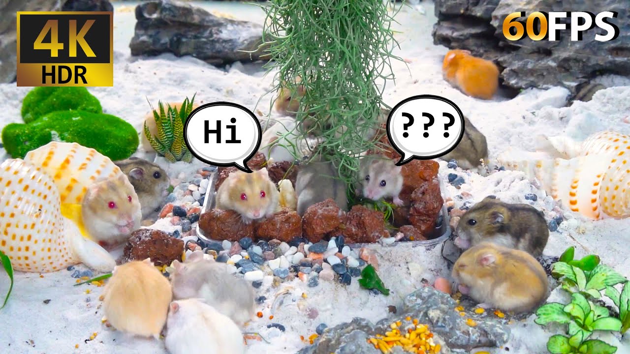 LOL Mouse TV 😹: Hamsters & Mice in a Beachside Adventure – The Best Cat ...