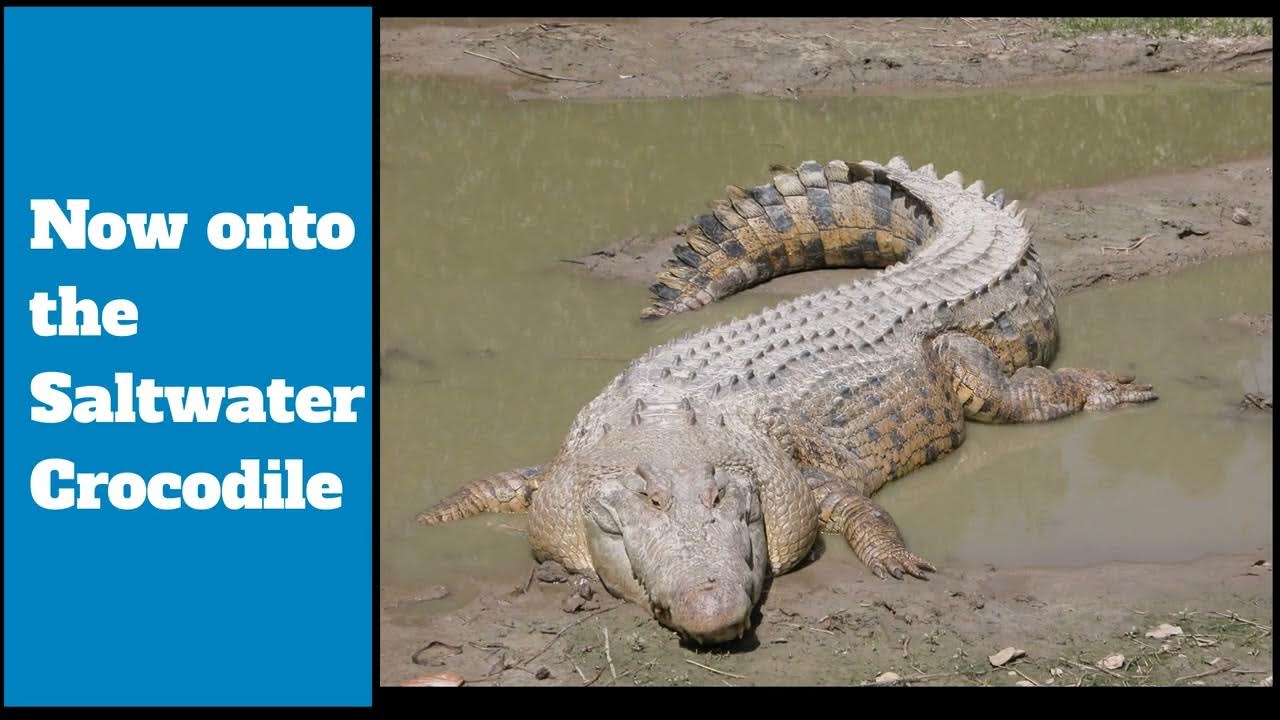 Green Anaconda vs Saltwater Crocodile - YouTube