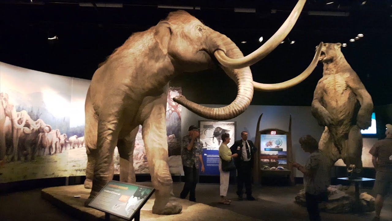 World's Best Preserved MAMMOTH - YouTube