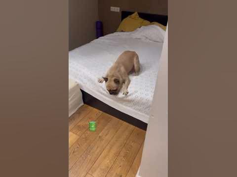 Зарядили собаку #собака #зарядка - YouTube