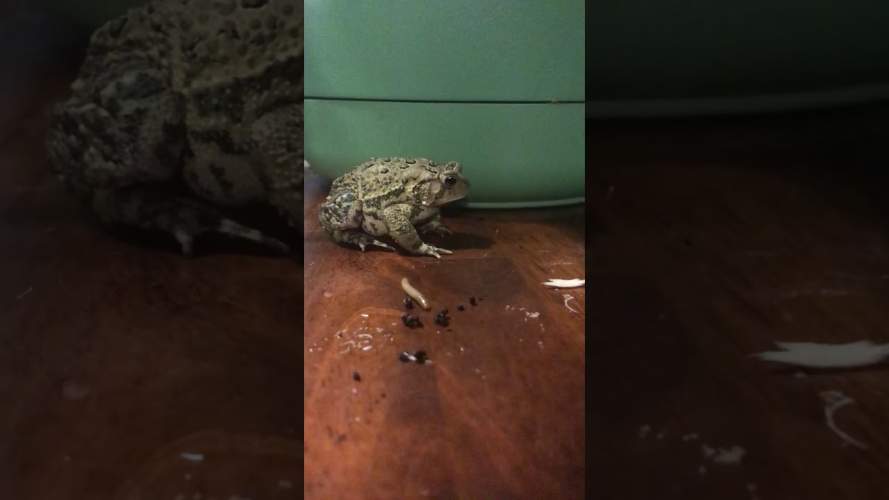 Toad goes BEAST mode - YouTube
