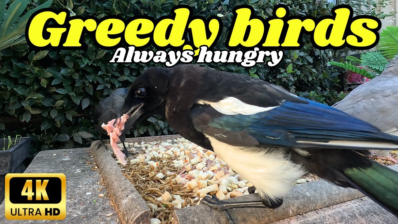 TV for cats to watch : Greedy birds, always hungry - Enchanting Bird ...