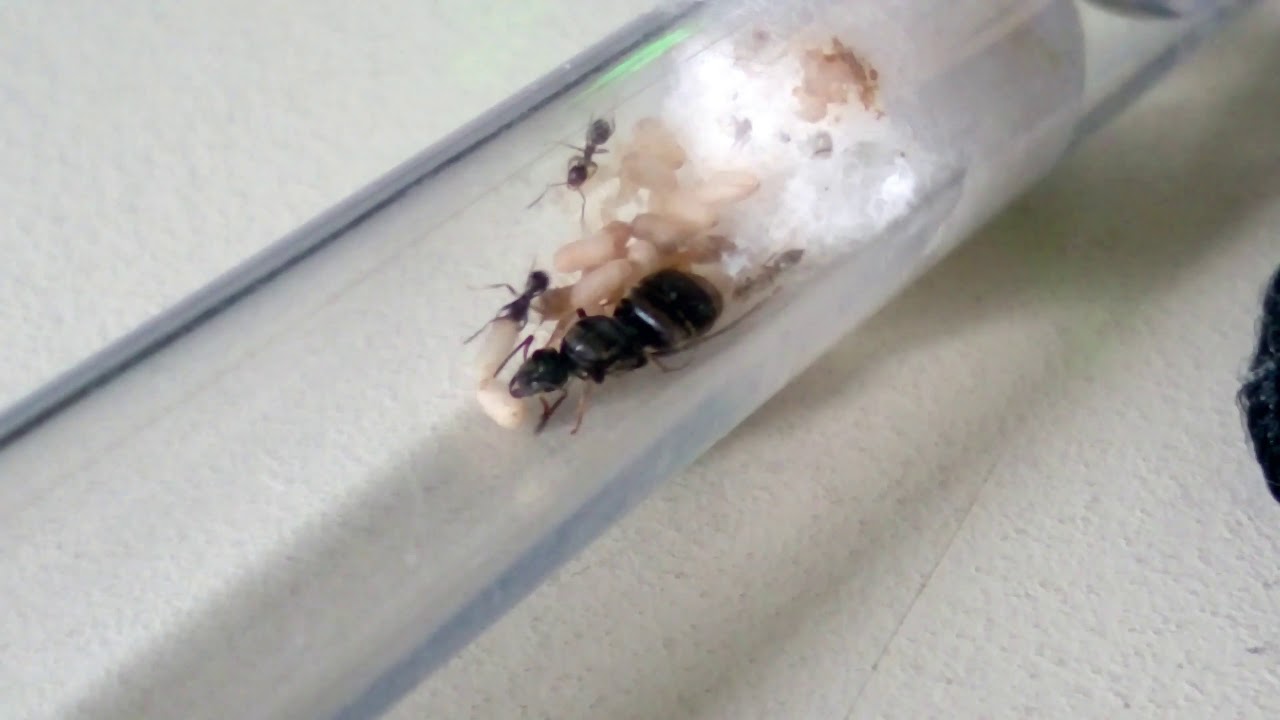 Lasius Niger first workers - YouTube