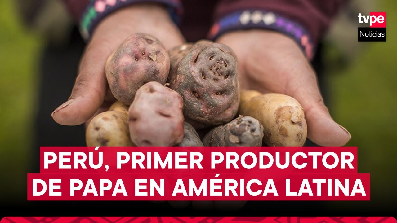 Perú, PRIMER país PRODUCTOR de PAPA en América Latina - YouTube