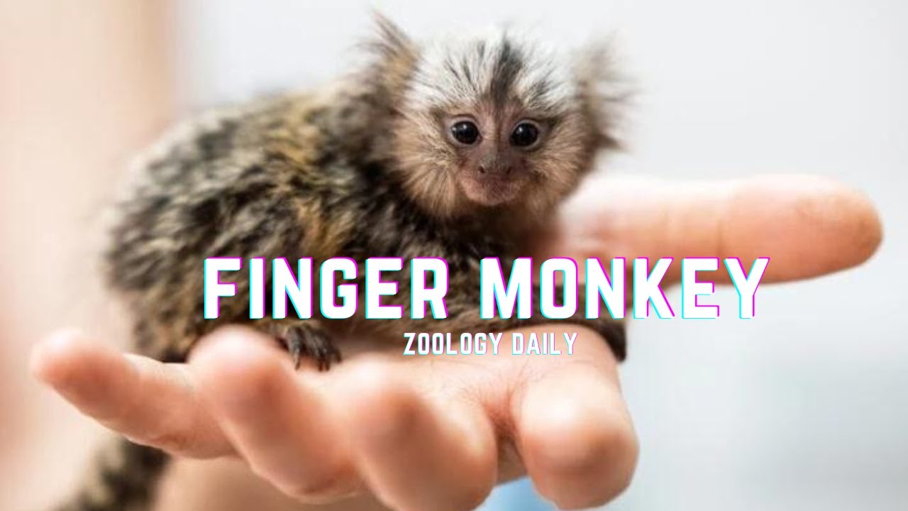 Finger Monkey - The Smallest Monkey on Earth - YouTube