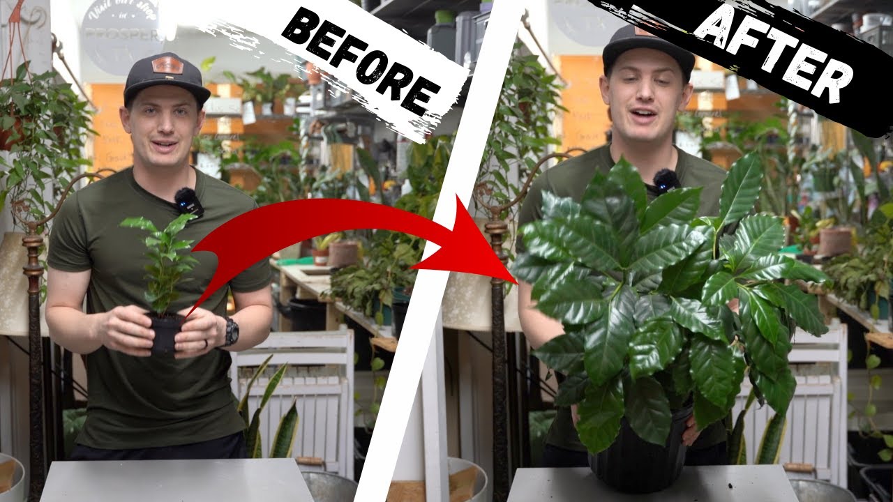 Coffee Plant Care Guide - YouTube