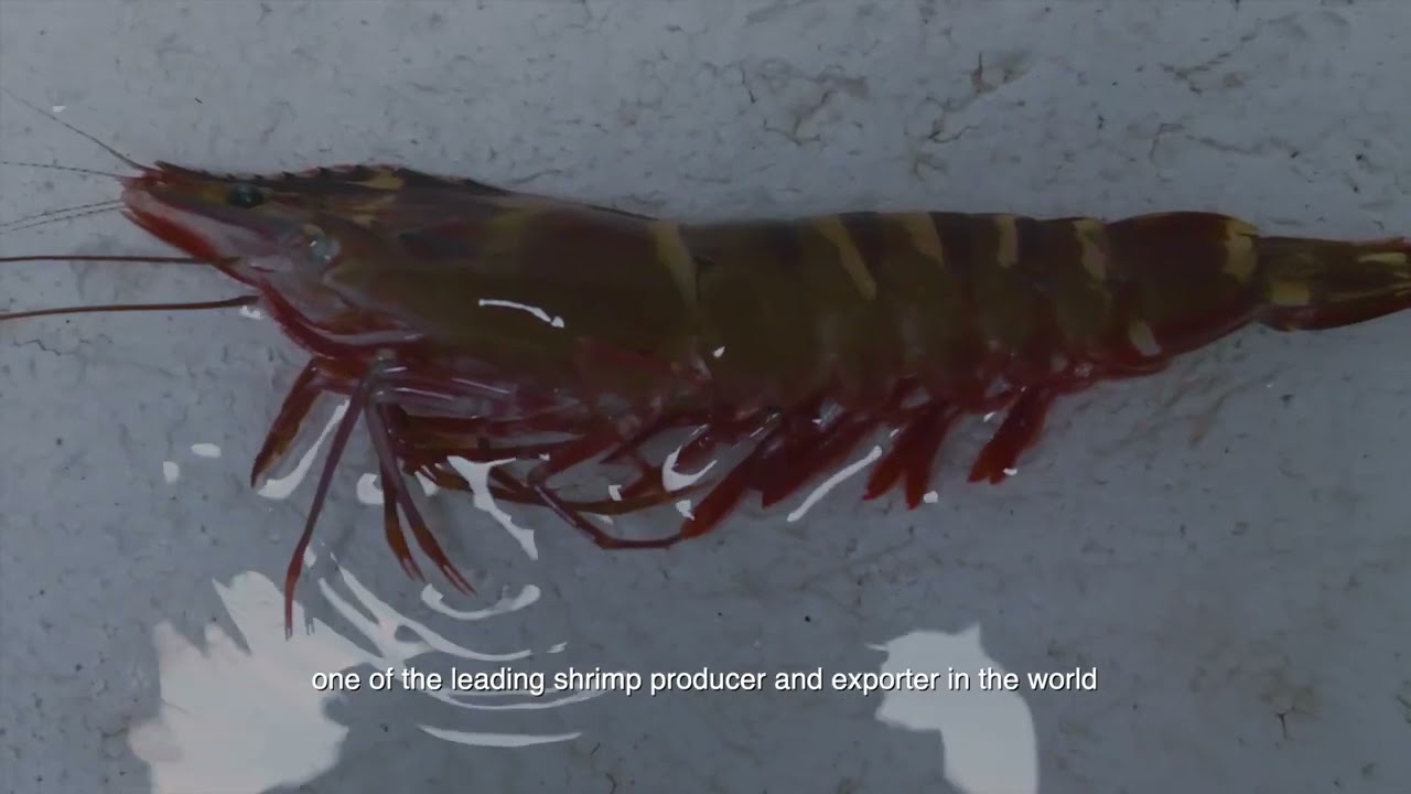 Indonesian Shrimp Discover the Taste of 17,000 Islands - YouTube