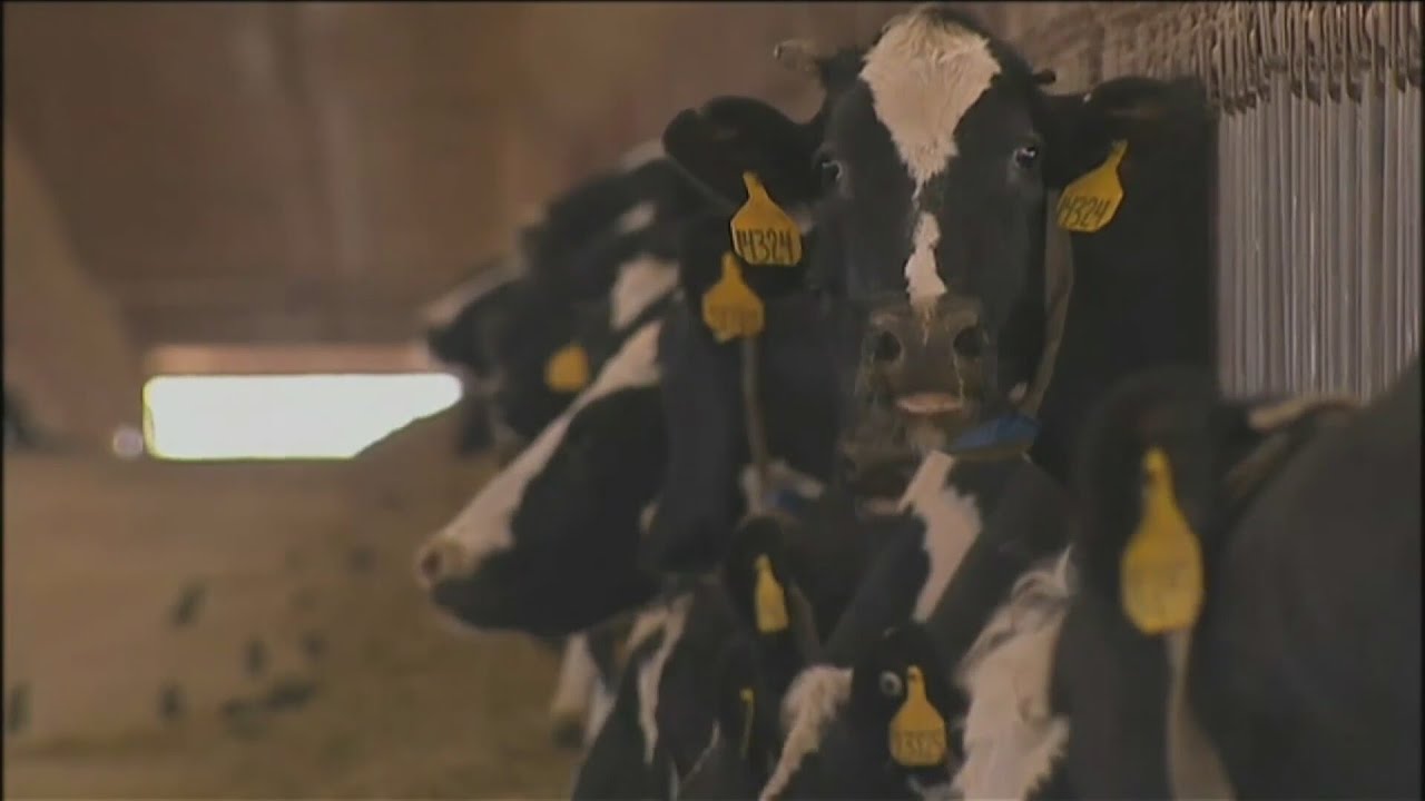 Bird Flu Detected in Beef Cow - YouTube