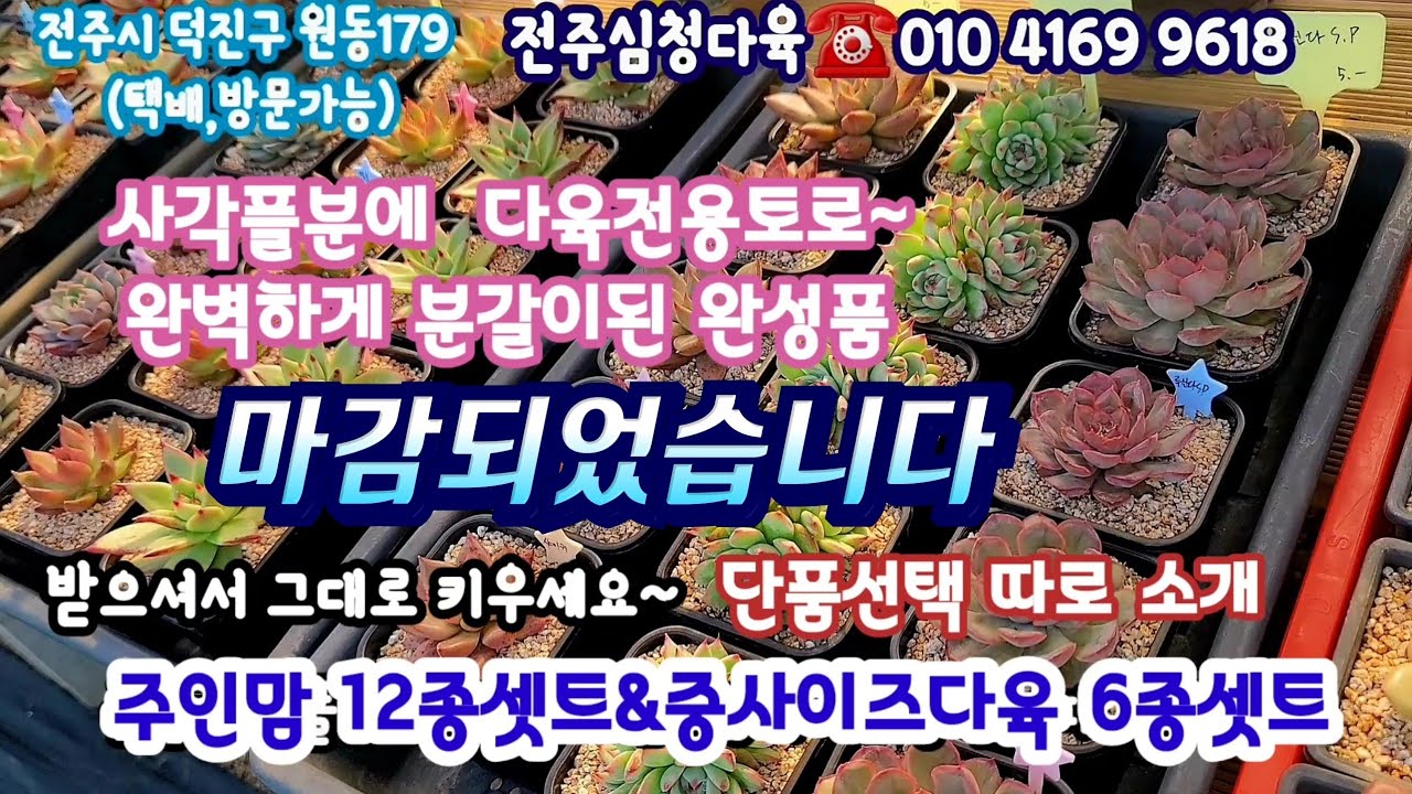 마감 전주심청다육🍁분갈이 하지마세요🍁다육전용토에 분갈이된 완성품🍁12종주인맘셋트🍁고급종 중사이즈6종and내맘대로고르기단품다육