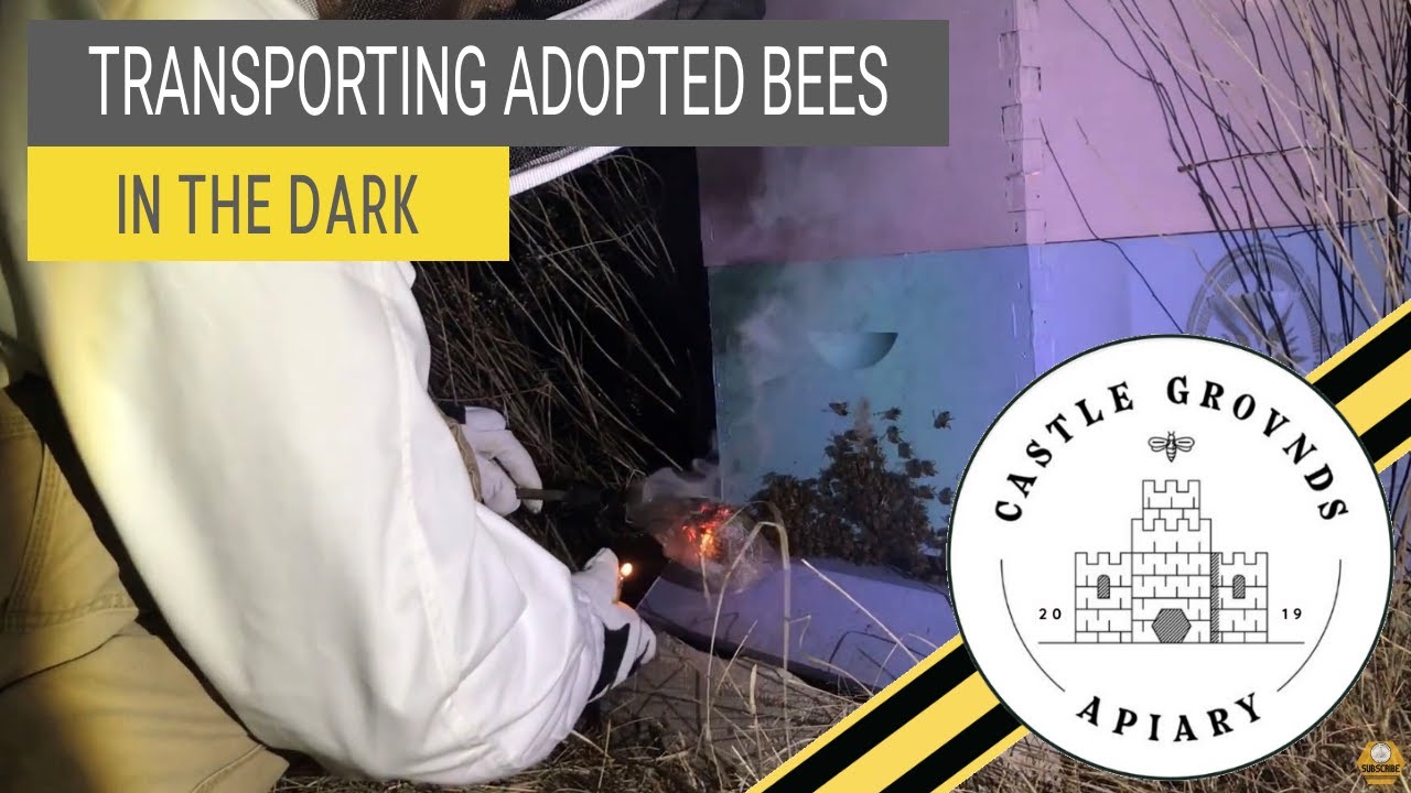 Night Time Bee Hive Transport - Bee Adoption with the Castle Grovnds ...