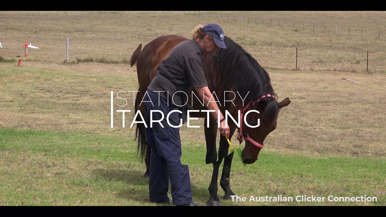 Introducing Clicker Training for your Horse; Mind Body and Soul Part 1 ...