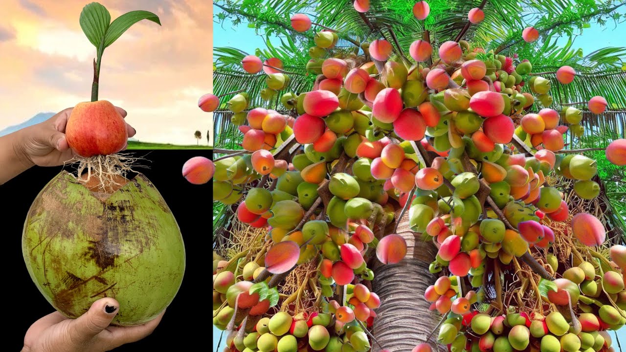 How I Grafting coconut with Apple fruits Of Amazing fruit ! Grafting ...