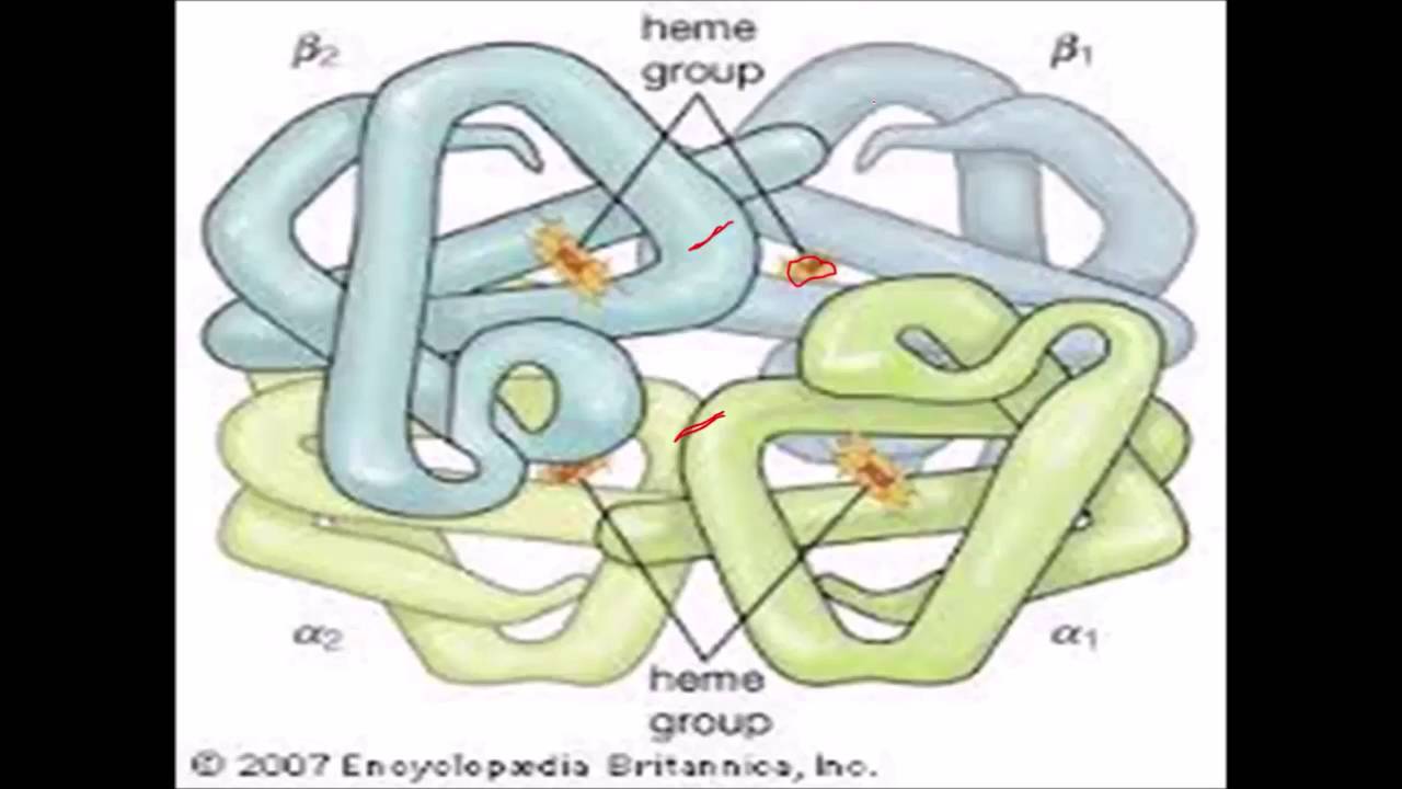 HLS Biochemistry - Lecture 2 Molecular Biology Of Globin Synthesis ...