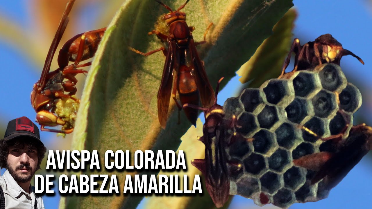 Avispa colorada de cabeza amarilla 4K (Polistes cavapyta) - YouTube