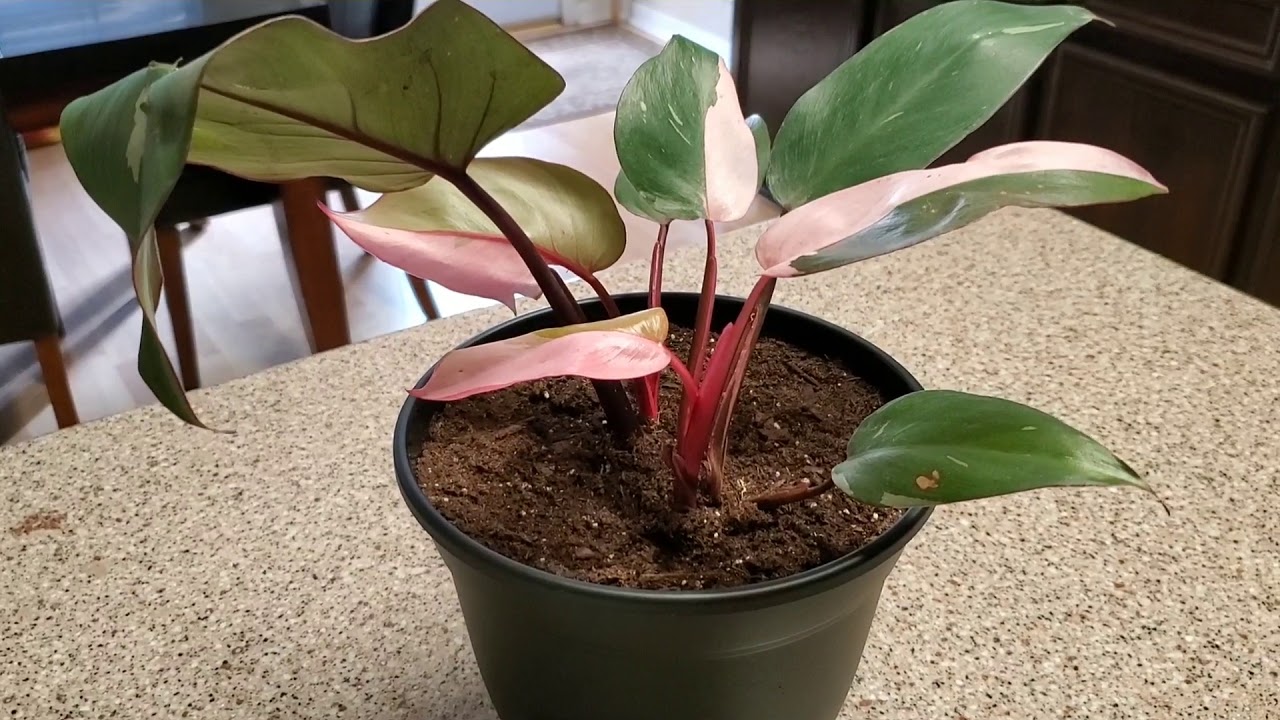 MY NEW PINK PRINCESS PHILODENDRON PLANT | DONNA JOSHI - YouTube