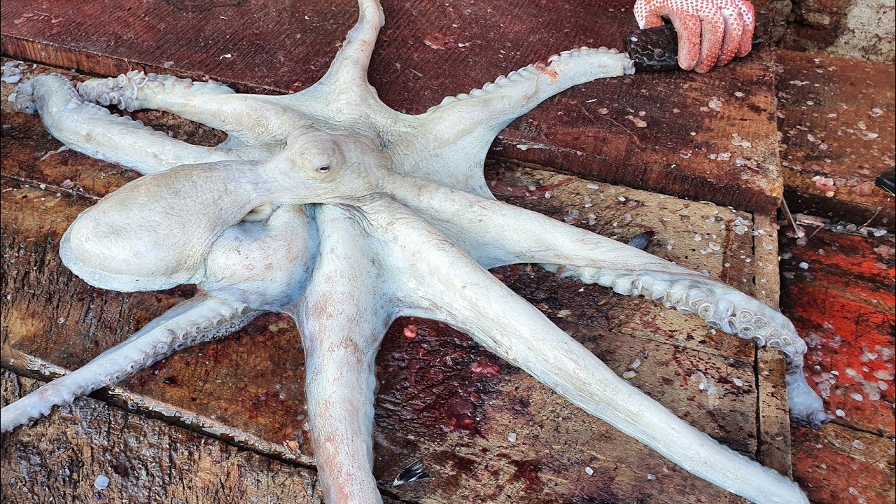 Live Octopus Cutting Skills | බුවල්ලා - YouTube