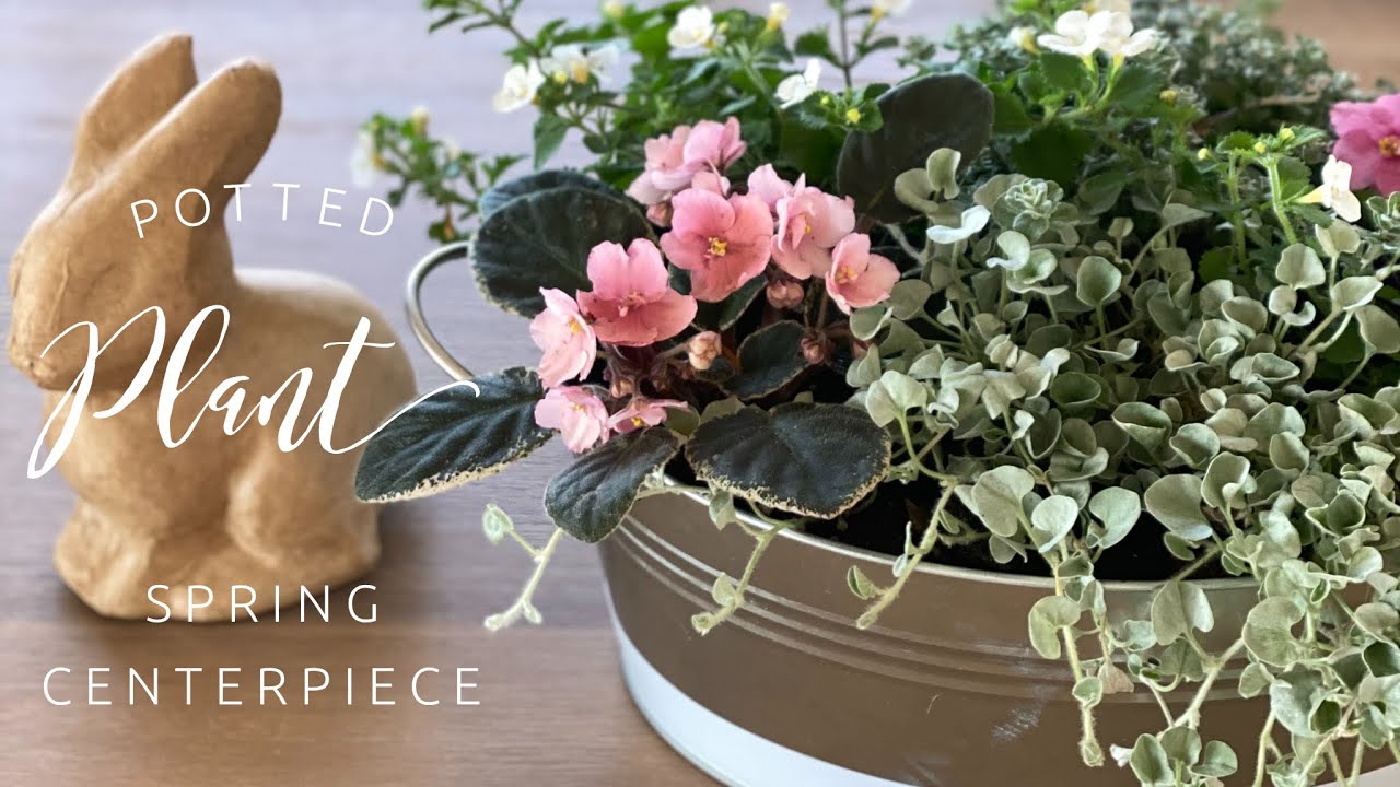 Potted Plant Centerpieces Money Plant Centerpieces At ₹ 110/piece