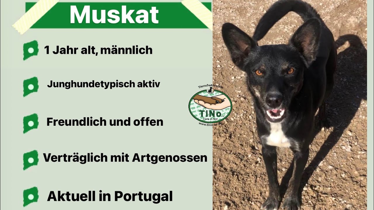 Muskat 11/2023 - freundlicher Hundebub möchte dein Begleiter werden ...