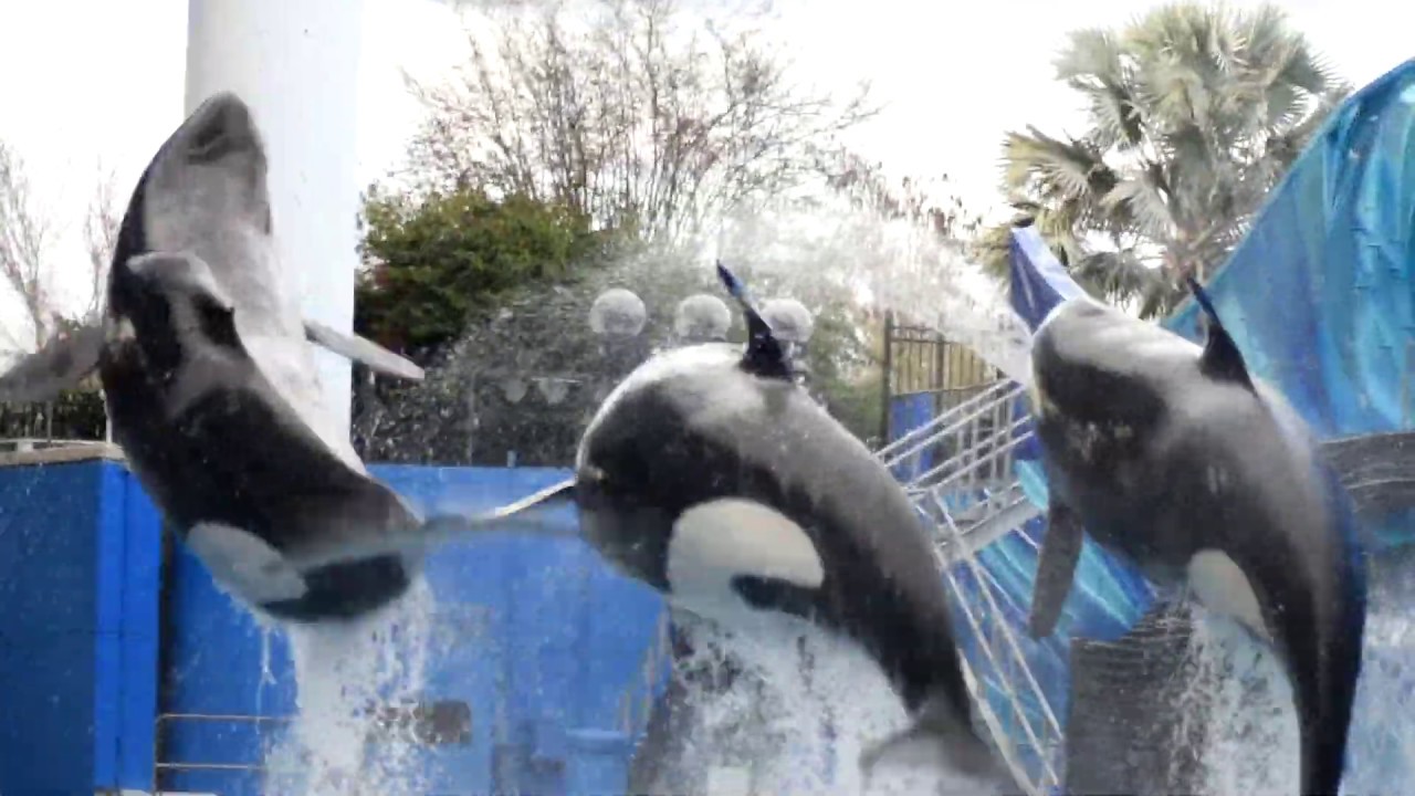 Orca Encounter Belly Breach - YouTube