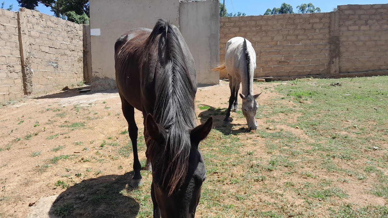 Iam marwa welcomed uncle mo from Kenya at Villa COMPOUND - YouTube