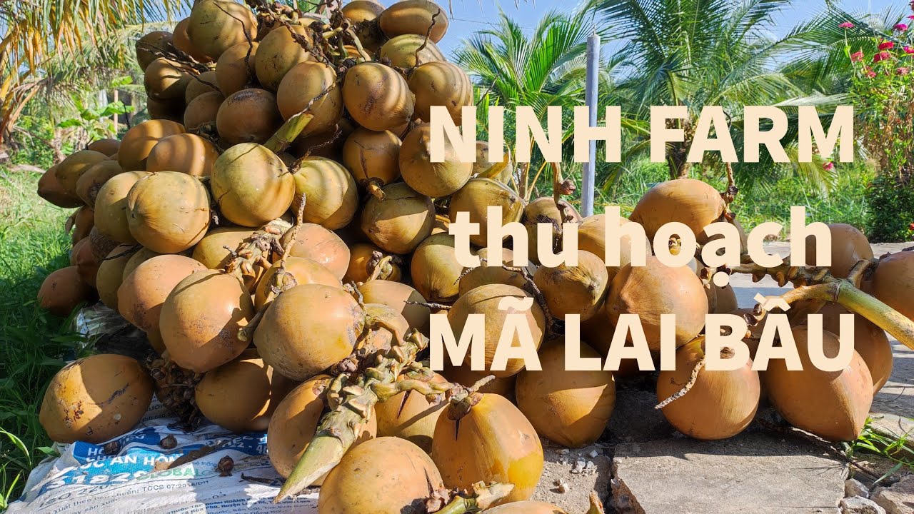 Ninh farm thu hoạch dừa mã lai bầu siêu lùn-giá đã lên - YouTube