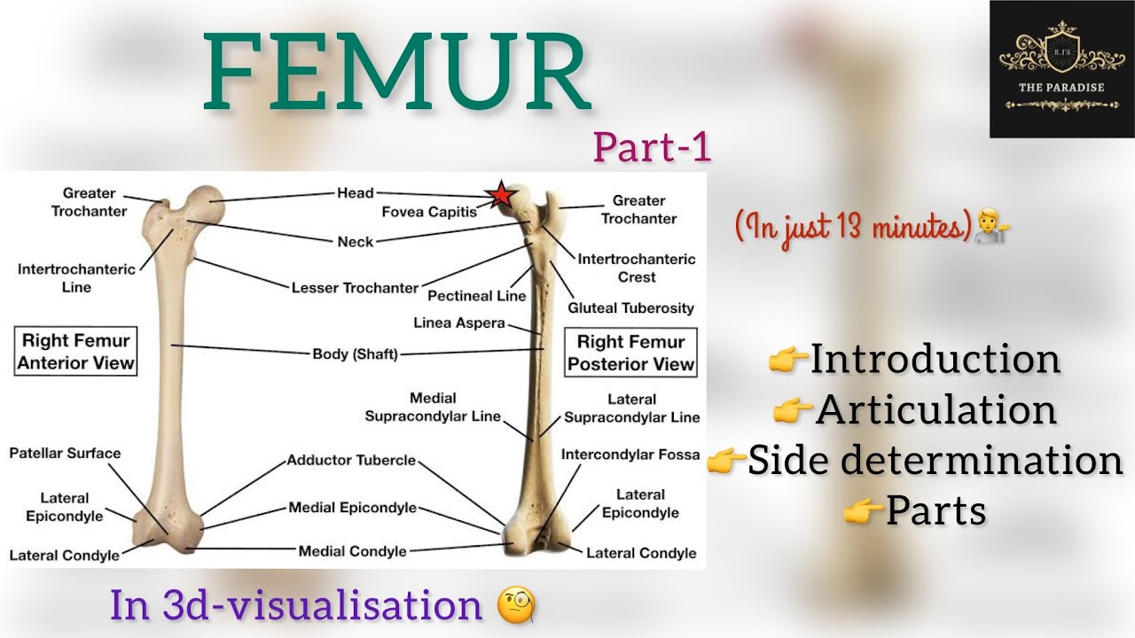 Femur part-1 in 3d-visualisation🫀 ️|Introduction|Articulation|Side ...
