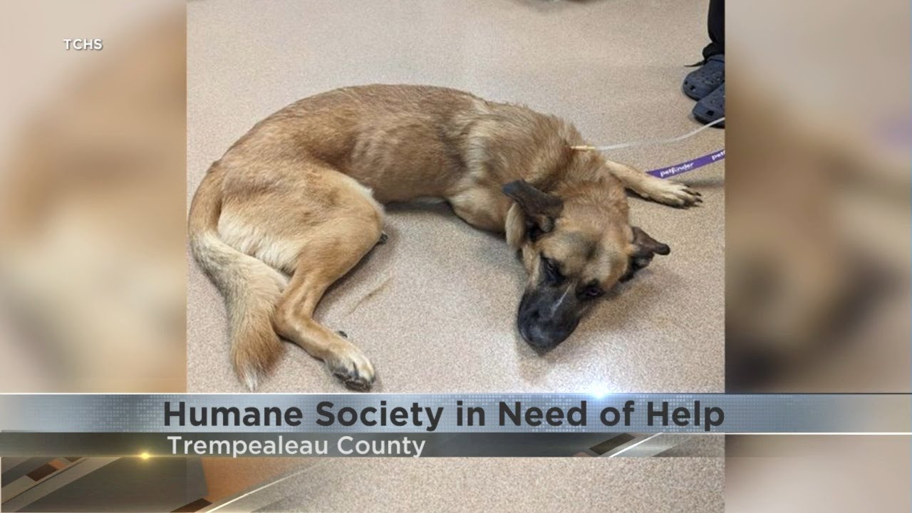 Trempealeau Co. Humane Society in need of funds for intensive care ...