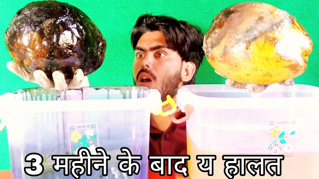 3 महीने मे ही नारियल की हो गई एसी तैसी 😱 coconut experiment - YouTube