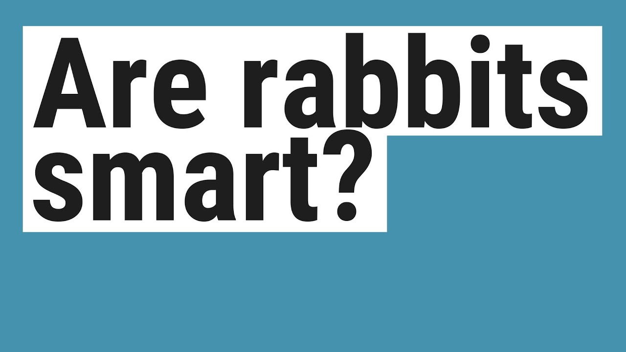 Are rabbits smart? - YouTube