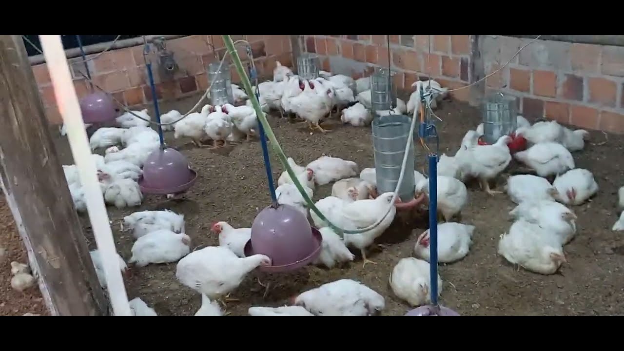 Como funciona minha criação de frango. - YouTube