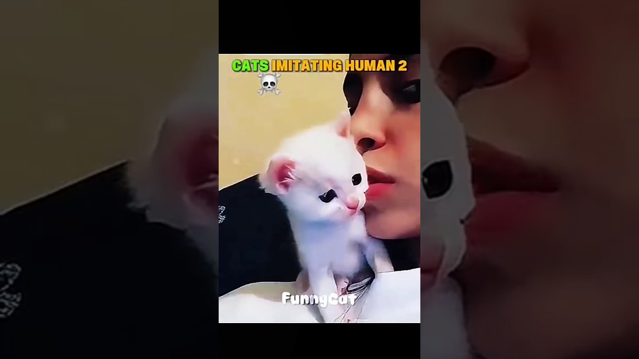 cat kiss 😘 #avee_player #funny - YouTube