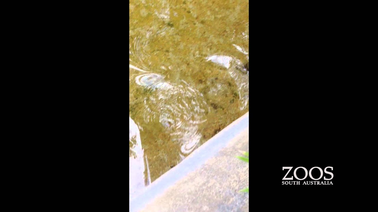 Adelaide Zoo Capybara's First Swim - YouTube