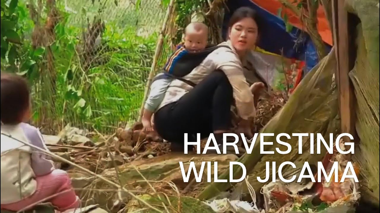 Mountain Ethnic Woman Carrying Baby Harvests Wild Jicama to Sell at the Market | Life & Forest # ...