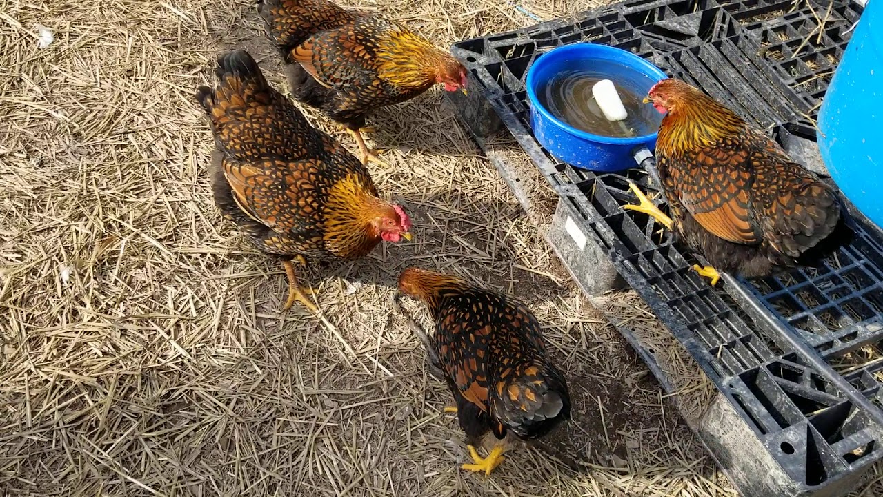 Chickens vs Snake!!! - YouTube