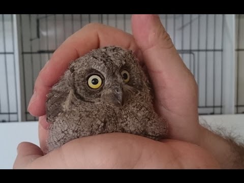 Baykuş Yavrusu Elle Besleme Bakımı