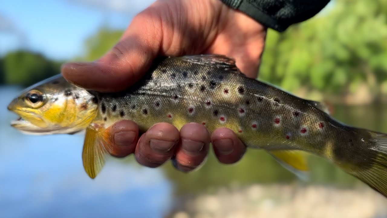 Trout fishing with bubble and fly - YouTube