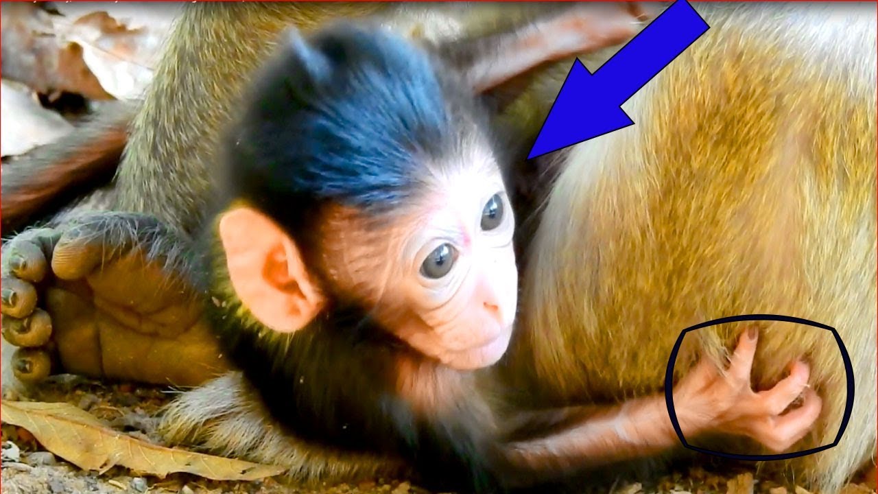 New Born Baby Monkey, Solo Be Playful |Cute And Strong Health Both ...