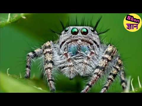 Spider || मकड़ी || animal planet - YouTube