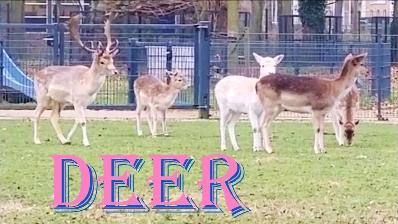 Dutch Deer. Every Monday there is a New Video about Animals in ...