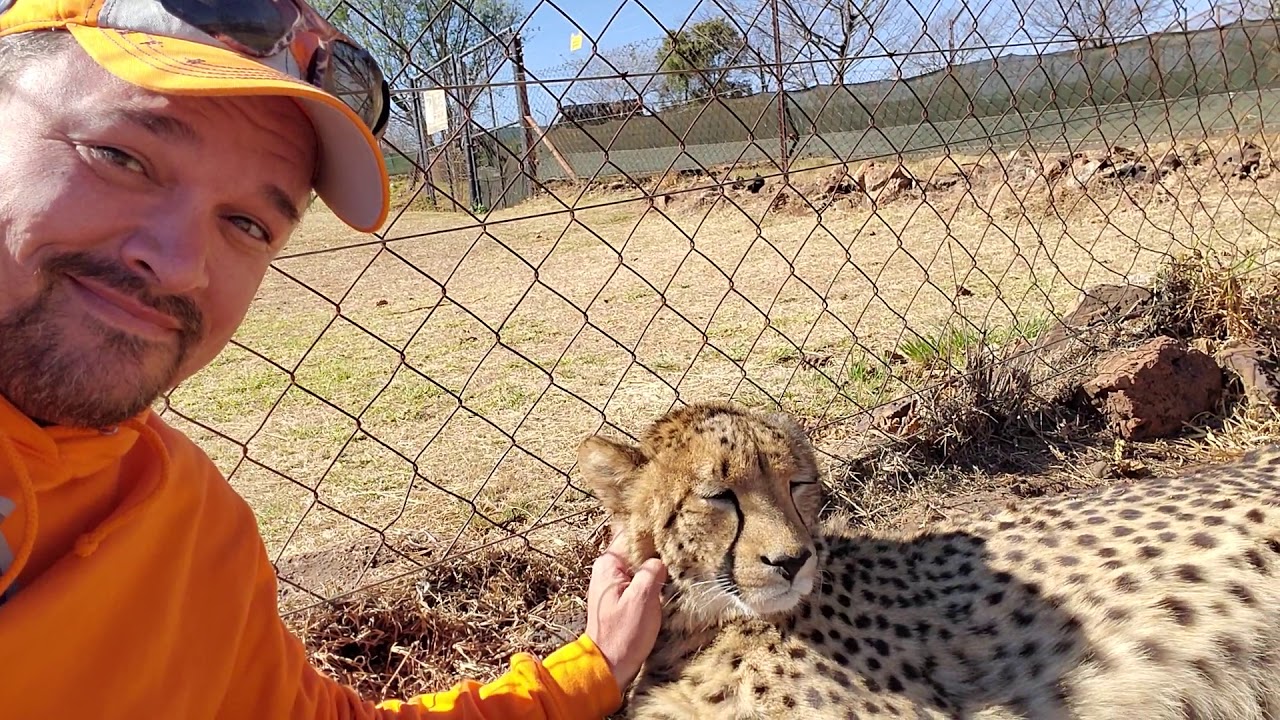 This cheetah purrs so loudly - YouTube