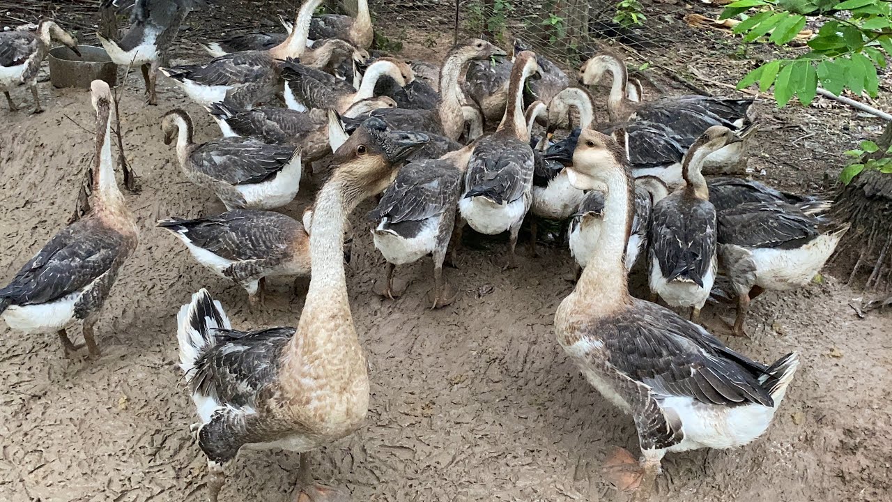 Funny Goose Chasing Babies Compilation | Goose Khmer - YouTube