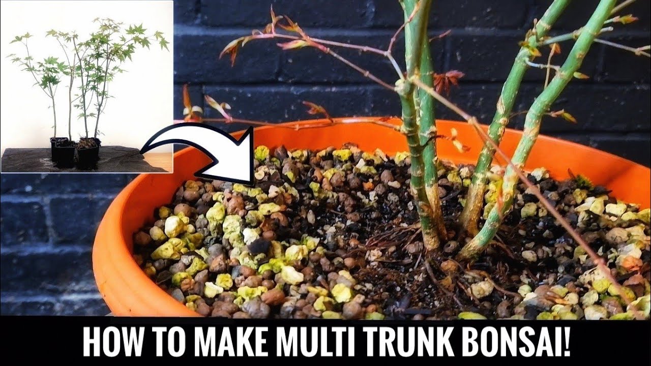 How To Make a Multi Trunk Bonsai - Japanese Maple - YouTube