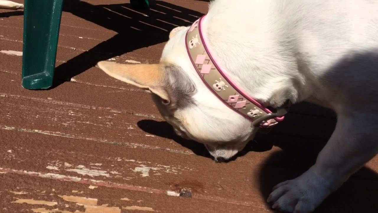 French Bulldog goes bug hunting - YouTube